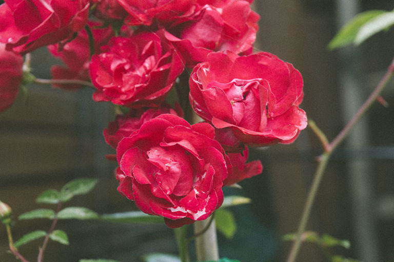 Flower Names for Boys: From Jared to Aster to Dianthus