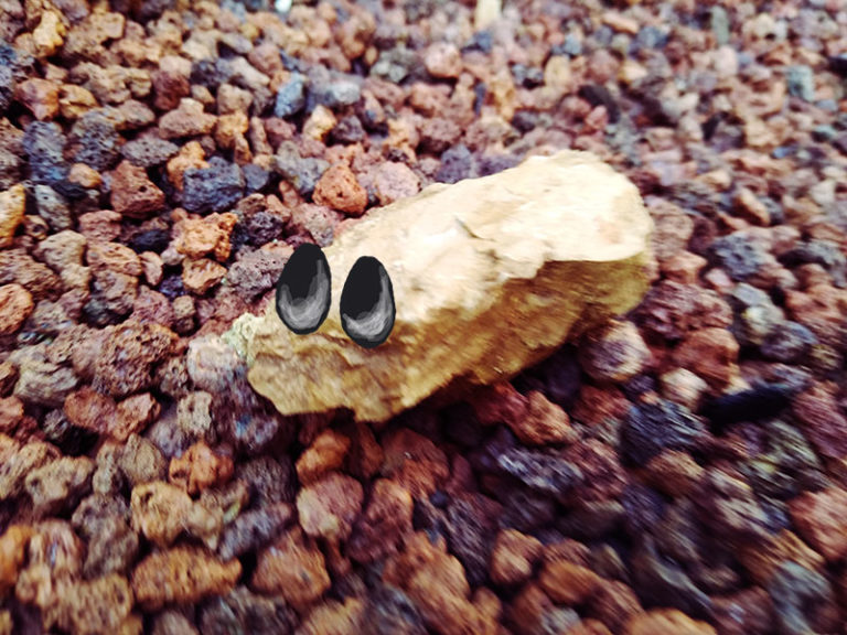 Pet Rock Names Funny & Fun: From Rocky to Sylvester the Stone