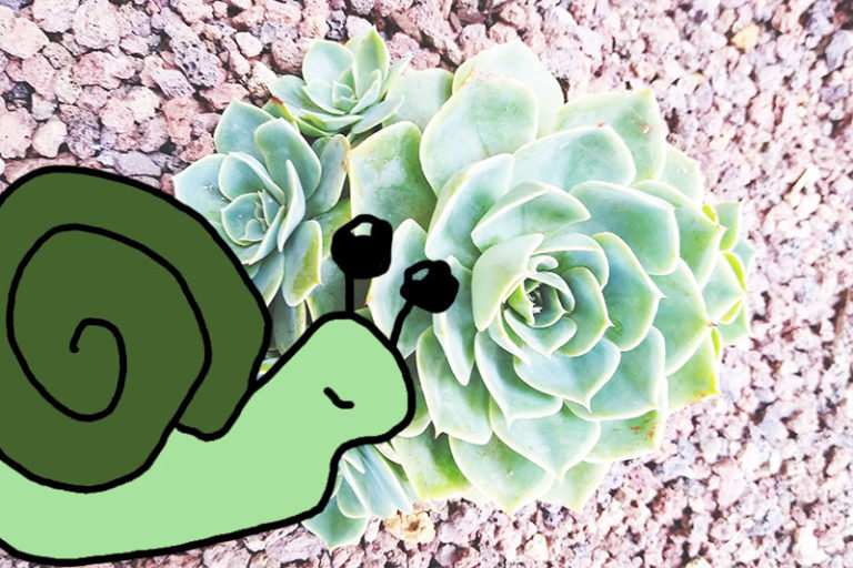 Super Sweet Snail Names for Pets: From "Speedy" to "Slow Poke" to "Slime"