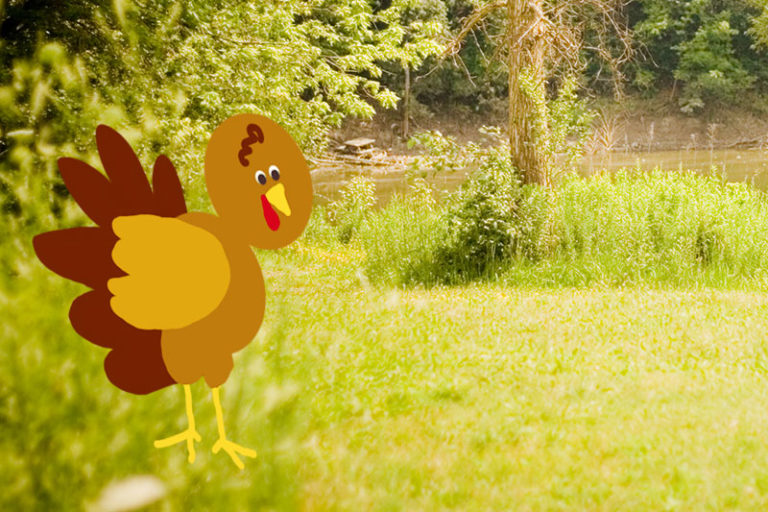 Names for Pet Turkeys: From Tom & Tanya to Giblets & Gravy