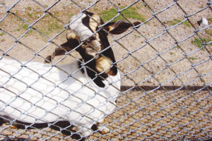 Good Names for Farmers: From Cowboy Themed to Nature & Outdoor Inspired