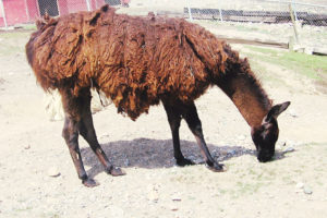 Good Names for Farmers: From Cowboy Themed to Nature & Outdoor Inspired