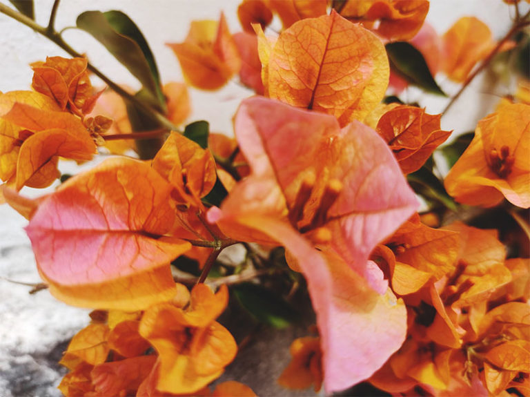 MC Names: MC Last Names & First Names With MC, Mac or Mak at the Start