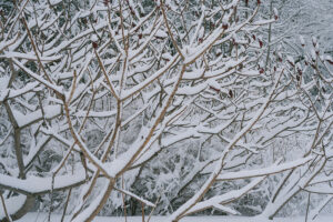 Frosty Ice Names: Names That Mean Ice & More, From Yuki to Xeo to Boreal