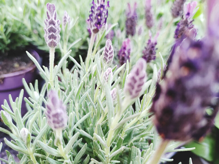 Enby Names: Unique Nonbinary Names & Common Unisex Names for Enbies