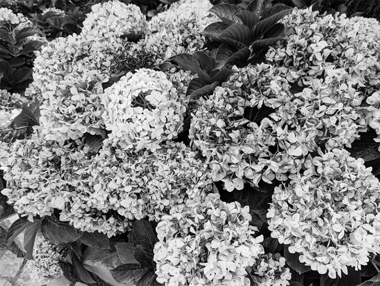 Vampire Nicknames: Cute & Funny Vamp Pet Names from Humans