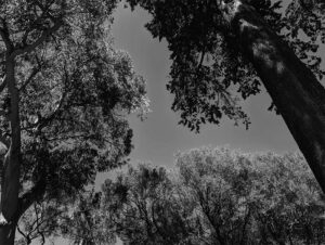 Vampire Nicknames: Cute & Funny Vamp Pet Names from Humans