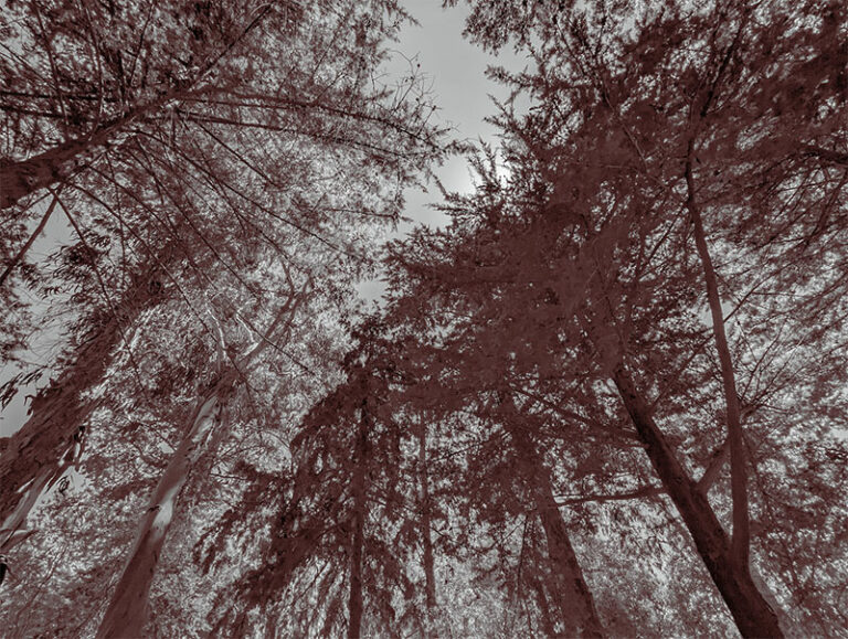 Vampire Nicknames: Cute & Funny Vamp Pet Names from Humans