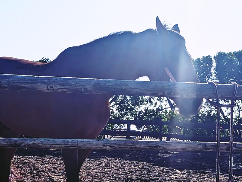 Unique Names for Female Horses: from "Neema" to "Celestine"