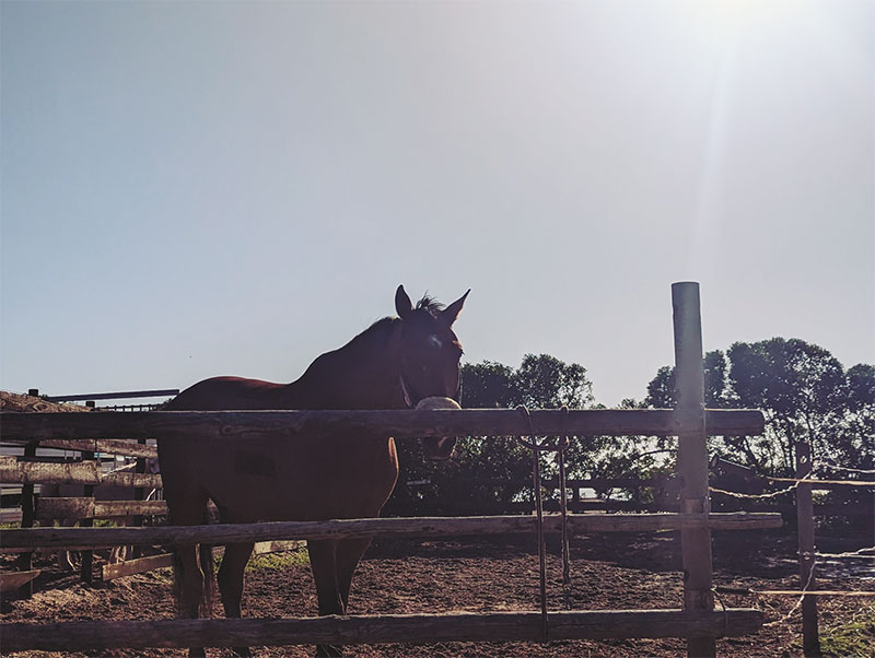 Unique Names for Female Horses: from "Neema" to "Celestine"