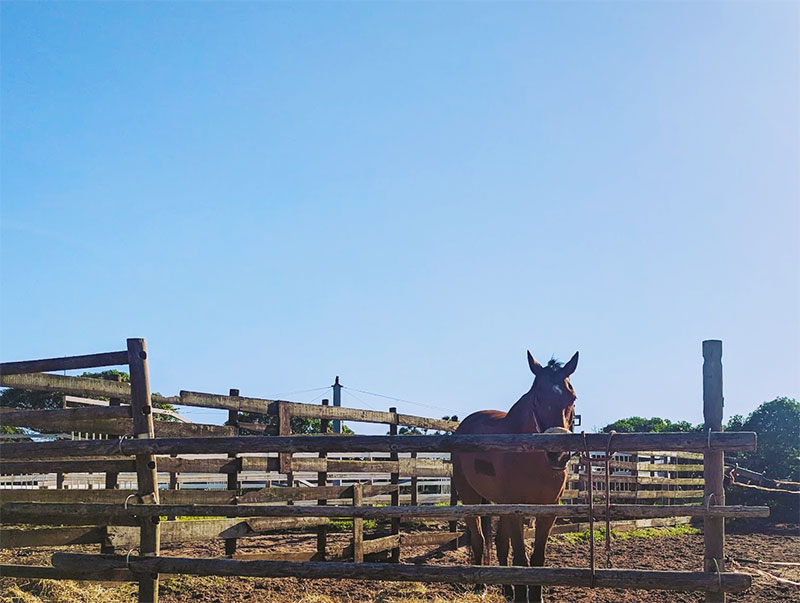 Unique Names for Female Horses: from "Neema" to "Celestine"
