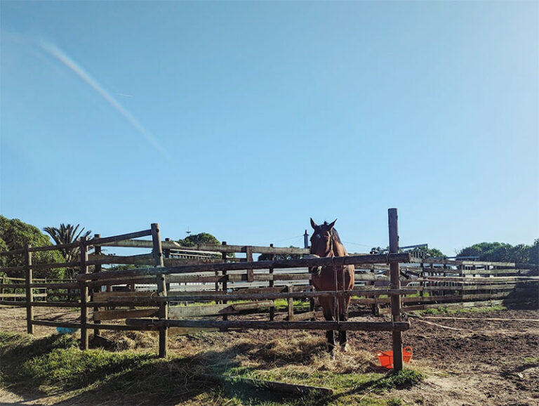 Unique Names for Female Horses: from "Neema" to "Celestine"